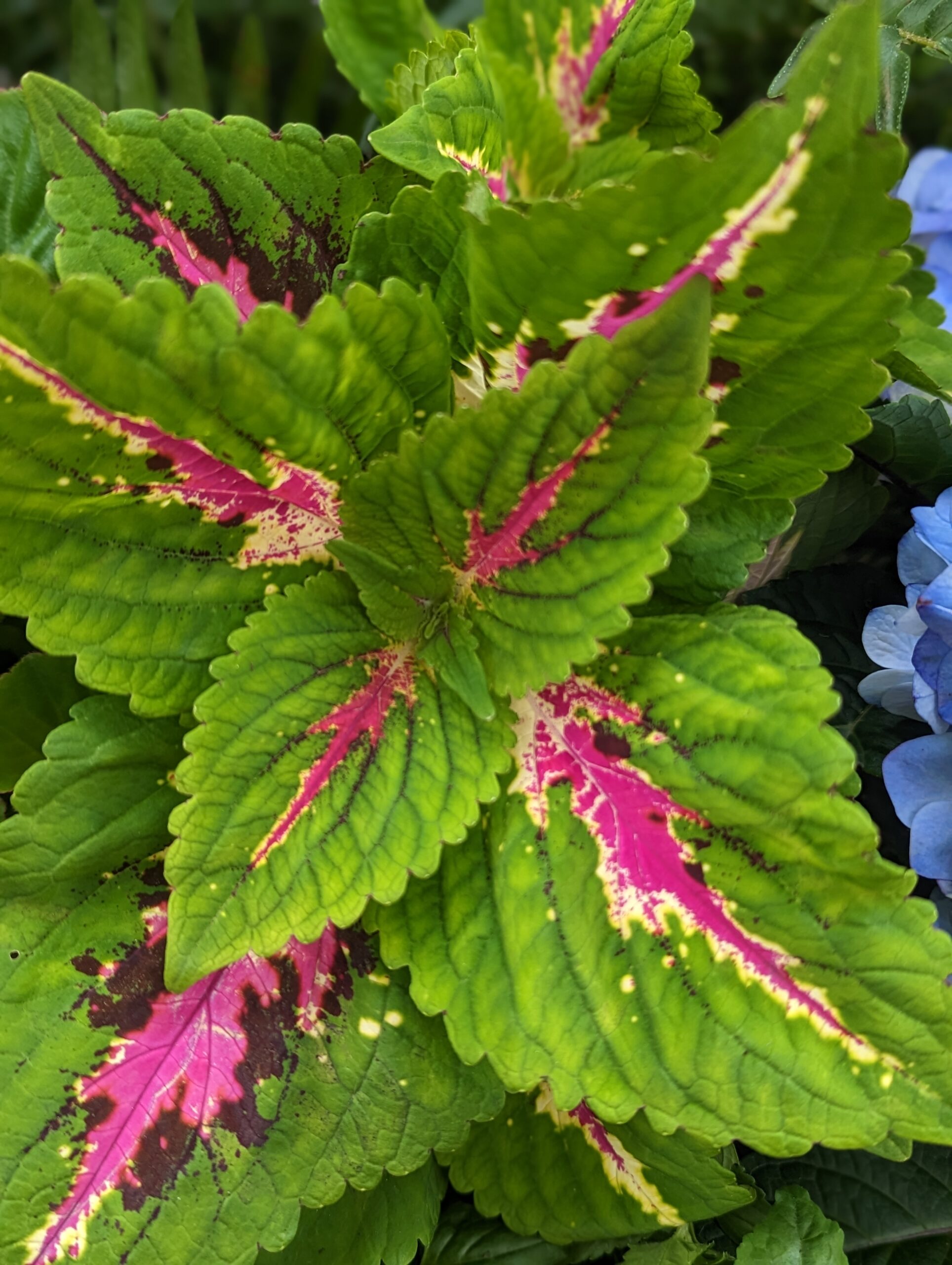 Summer Shade – Plant Therapy By Jade